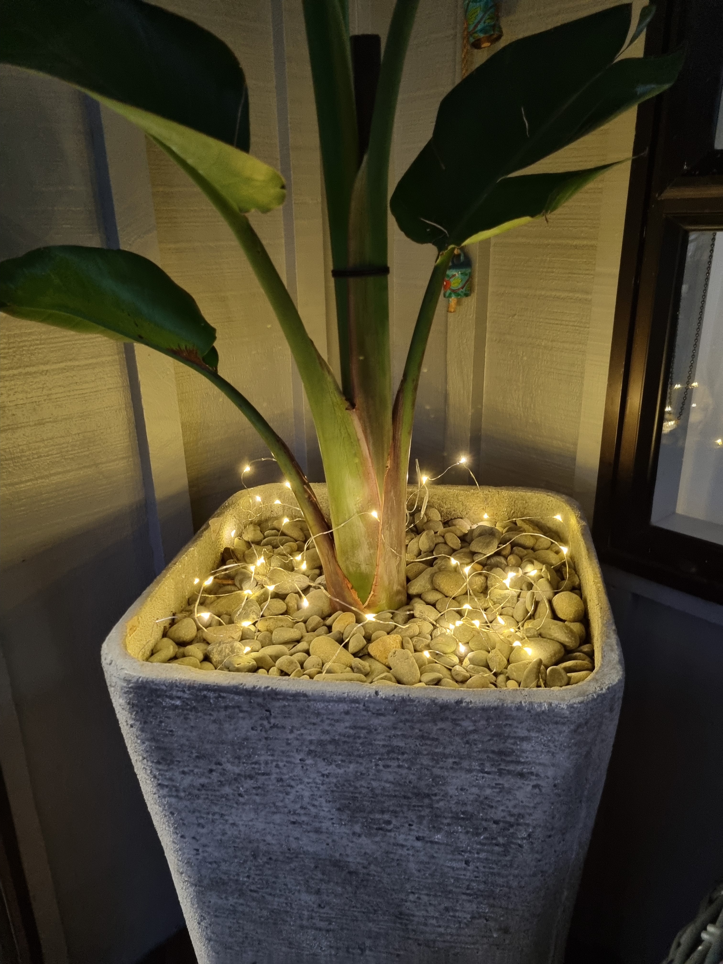 10m Solar Seed Lights – oasisgardennz